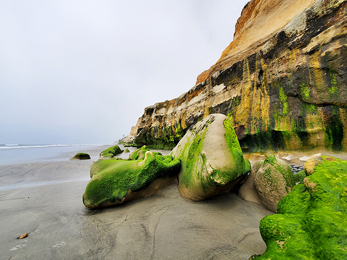These moss-covered formations aren't just rocks&mdash;they're living ecosystems. Terramar's tide pools are nature's aquariums, no admission fee required.