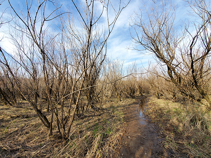 The bare branches of winter reveal hidden trails and secret views that summer visitors miss entirely. Nature's version of a seasonal menu change.