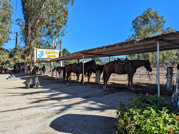 Saddle up: Sea Horse Ranch offers coastal trail rides where horses seem as content as the humans to escape the digital world for a while.