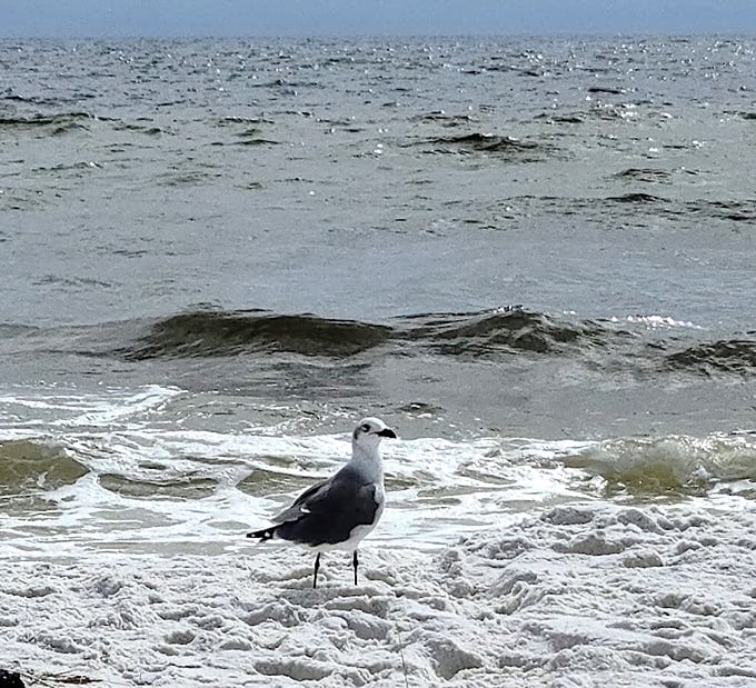 Local resident conducting beach inspection. These feathered quality control experts ensure every grain of sand meets their exacting standards. 