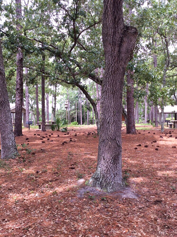 These majestic oaks have been social distancing since before it was trendy. Their sprawling roots tell centuries of Florida stories.