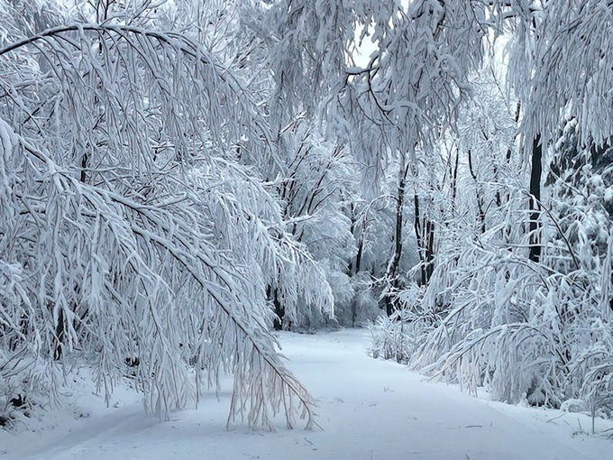 Winter transforms the park into a Narnia-esque wonderland. Snow-laden branches create natural archways that would make even the White Witch jealous.