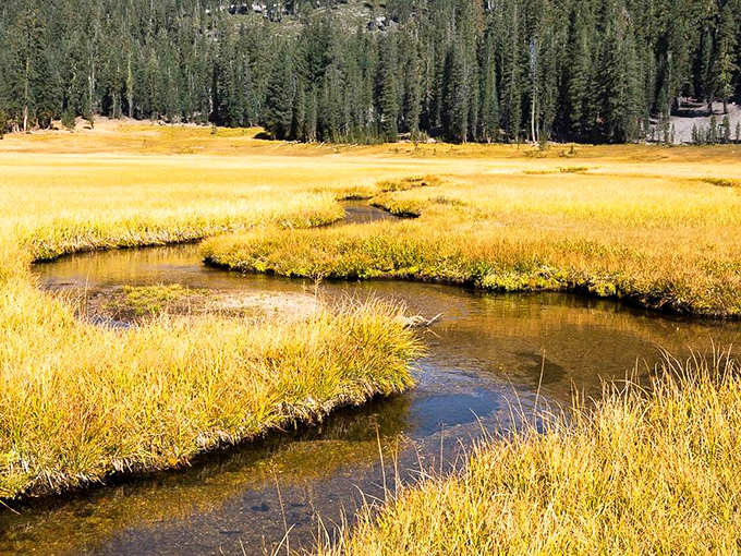 Late summer transforms Kings Creek Meadow into a golden sea, proving Mother Nature is the ultimate interior decorator.