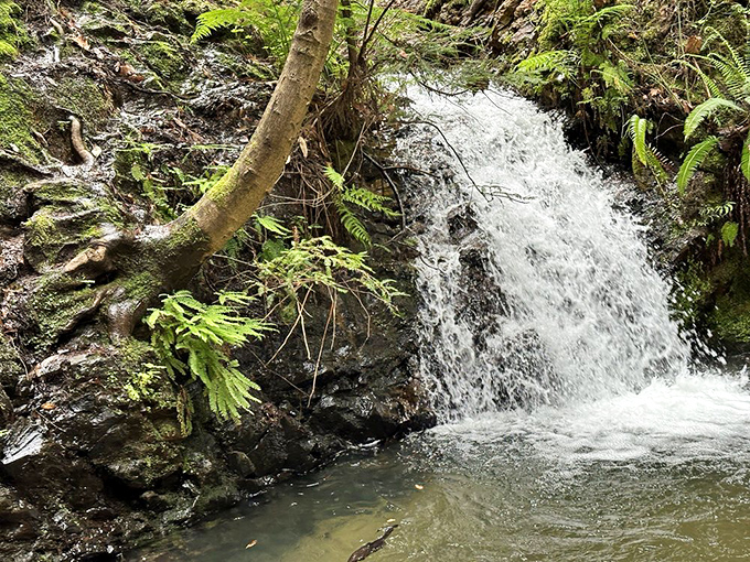 Tip Toe Falls proves that in nature, as in life, the most charming moments often come in smaller packages.