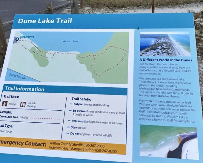 Trail map to adventure: One mile of exploration revealing how a coastal dune lake creates an ecosystem found in only a handful of places worldwide.