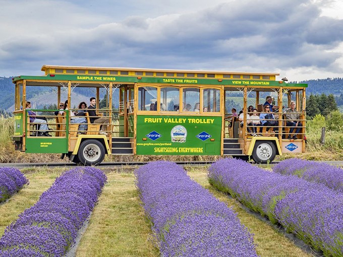 The Fruit Valley Trolley glides past lavender fields, proving that some of life's most beautiful moments happen at 5 mph.