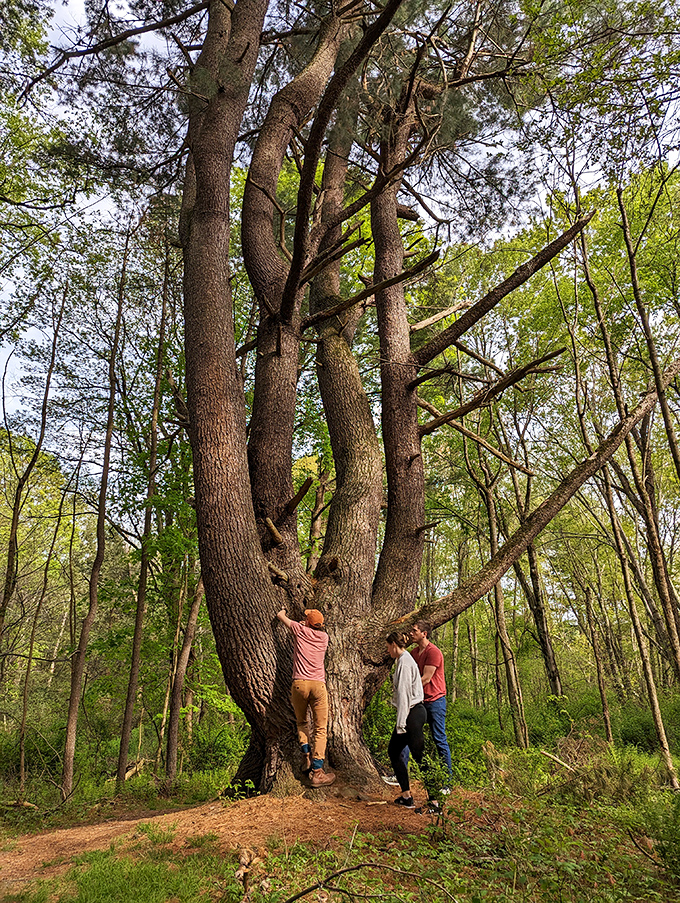 This magnificent tree has been hosting family reunions since before your great-grandparents had their first date.