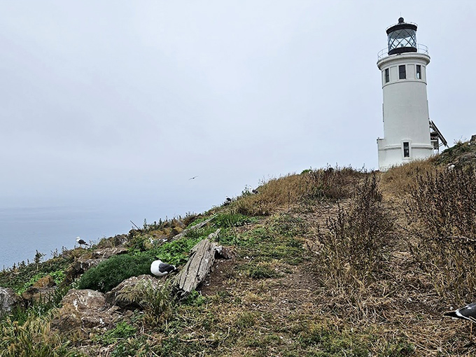 Two structures, one mission: the lighthouse and its companion building maintain their lonely vigil at the edge of the continent.