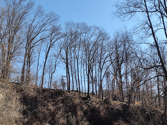 Winter reveals the park's elegant bone structure &ndash; bare trees against blue sky tell stories that summer's lush foliage keeps hidden.