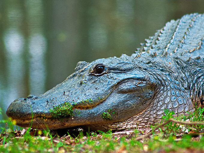 Meet the locals! This prehistoric resident reminds you that humans are merely recent arrivals to Lake Waccamaw's ancient ecosystem.