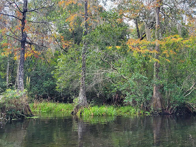Autumn in Florida&mdash;where the cypress trees get the memo about seasonal changes, but the temperature stubbornly refuses to cooperate.