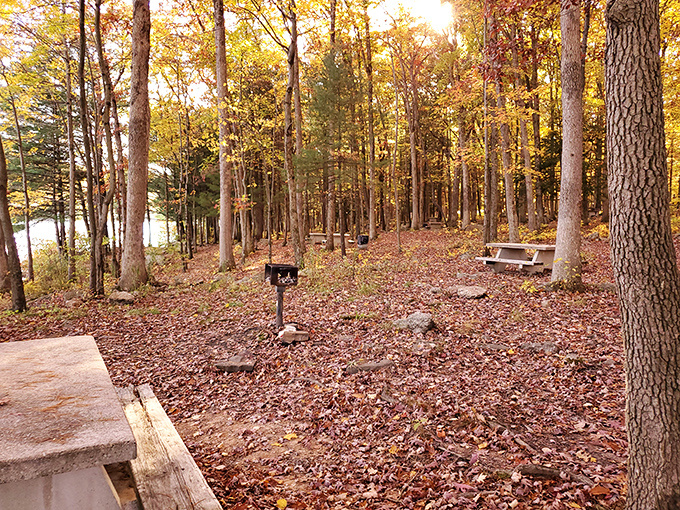 Autumn transforms the forest floor into nature's most comfortable carpet – crunchy, colorful, and complimentary with every campsite.