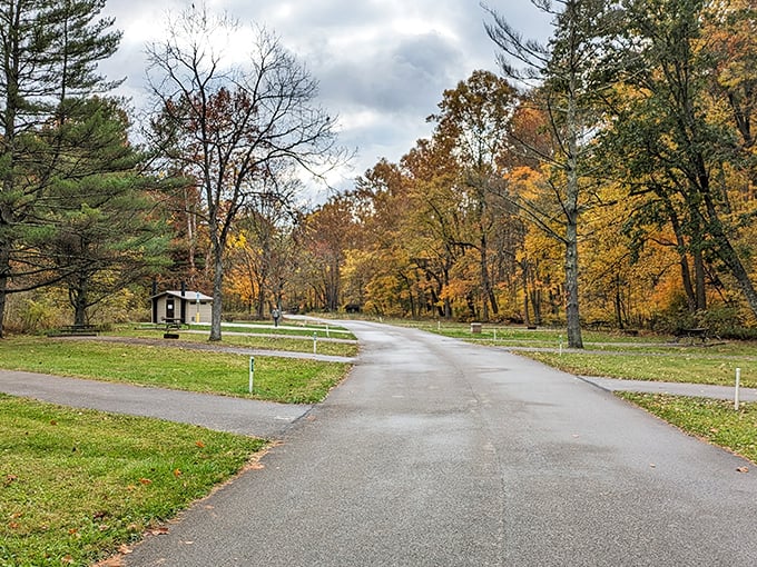 Autumn's grand finale turns a simple park road into nature's red carpet. No filter needed for this seasonal spectacle.