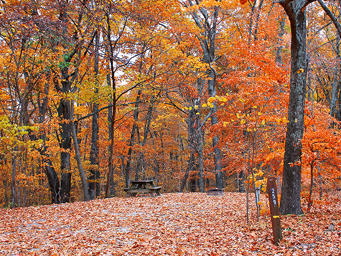 Mother Nature's confetti &ndash; when fall hits its peak, every footstep creates a satisfying crunch soundtrack to your woodland adventure.