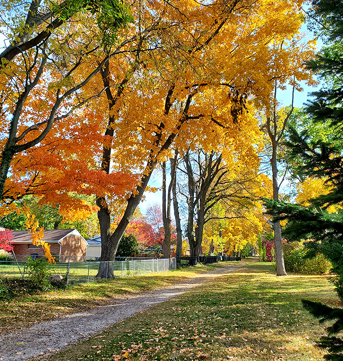 Fall transforms the park into a golden cathedral, where autumn leaves create a canopy that rivals any stained glass masterpiece.