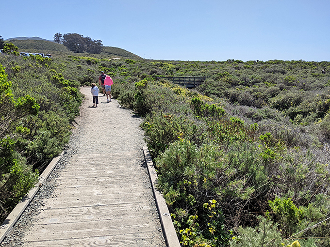 The boardwalk through coastal scrub, where every step sounds like nature's bubble wrap.