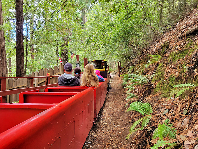 The Mountain Train chugs through fern-lined paths, offering riders a gentle journey through the redwood understory &ndash; childhood joy for all ages.