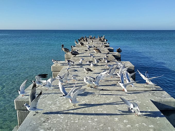 Seabird convention on weathered wood: Nature's most persistent meeting attendees gathering where land meets Gulf in perfect harmony.