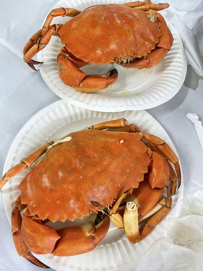 Dungeness crabs striking a pose on paper plates. No fancy china needed when the star of the show has its own built-in armor.