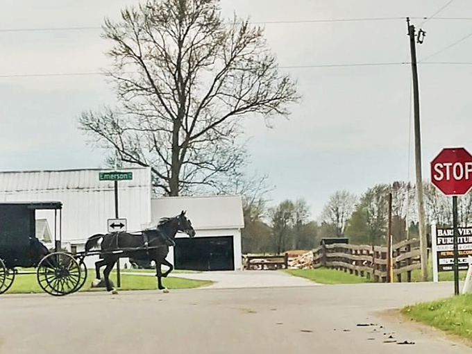 That moment when you realize the horse has the right of way. Country road etiquette includes patience for transportation methods older than your grandparents.
