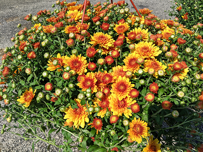 Nature's fireworks display! These vibrant mums bring autumn color that lasts longer than any pumpkin spice latte.