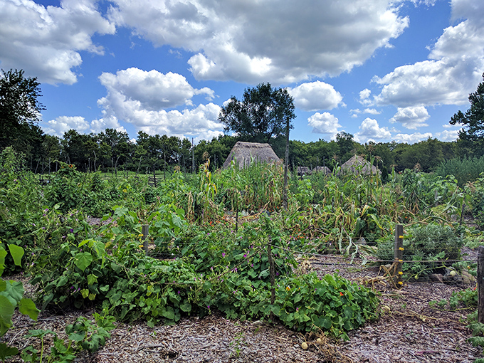 The Three Sisters garden in full bloom. Corn, beans, and squash growing together in perfect harmony&mdash;nature's original companion planting before gardening blogs existed.