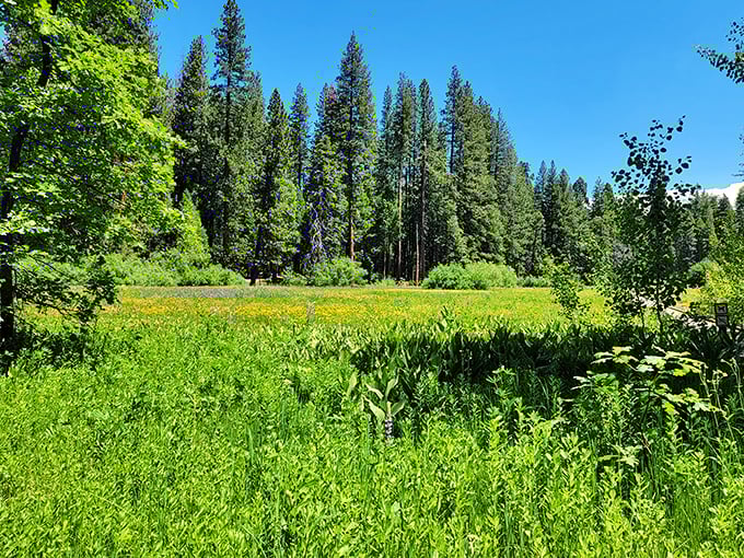 Wildflower meadows burst with color each spring, nature's way of showing off between the giant trees.