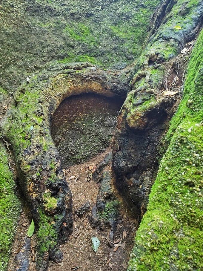 Mother Nature's artistic side on full display. This moss-covered formation looks like it was designed by a sculptor with a flair for the dramatic.