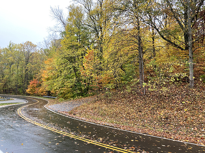 Autumn transforms the park roads into nature's own parade route, dressed in October's finest.