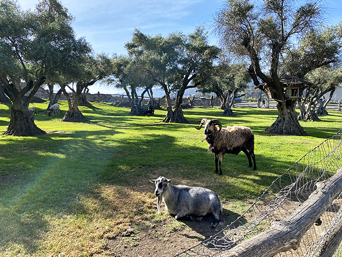 These sheep don't produce wool for medieval garments&mdash;they're the castle's eco-friendly lawnmowers and Instagram stars. Pastoral charm with a side of Napa luxury.