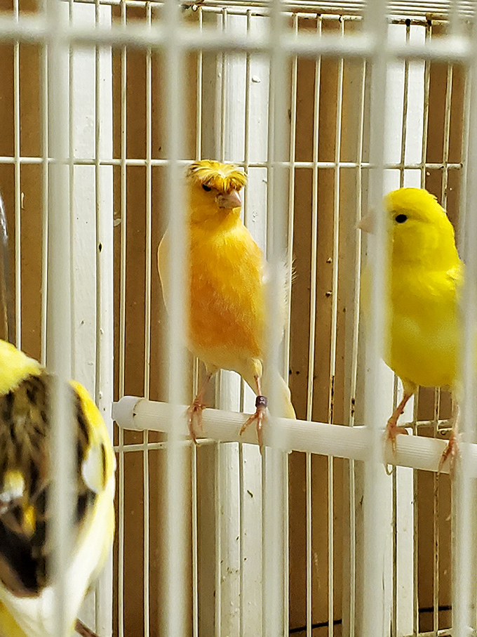 Even the birds are bargain shopping! These colorful feathered friends add a cheerful soundtrack to the treasure hunting experience.