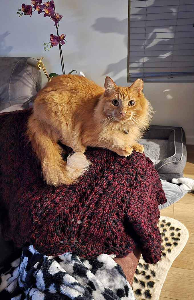 The store's feline supervisor keeps watch over the merchandise, ensuring quality control with those discerning amber eyes.
