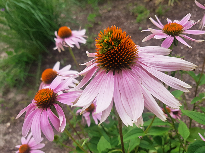Purple coneflowers stand like tiny sentinels guarding the prairie, their vibrant petals a reminder that Illinois wildflowers don't mess around.