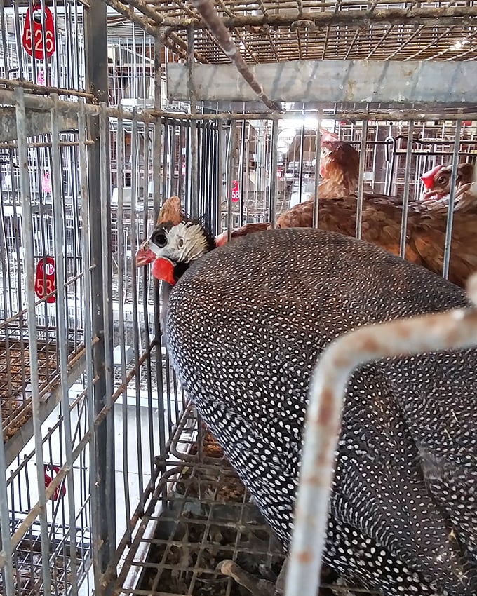 Feathered entrepreneurs waiting for their big break. These chickens have better housing security than most millennials in big cities.