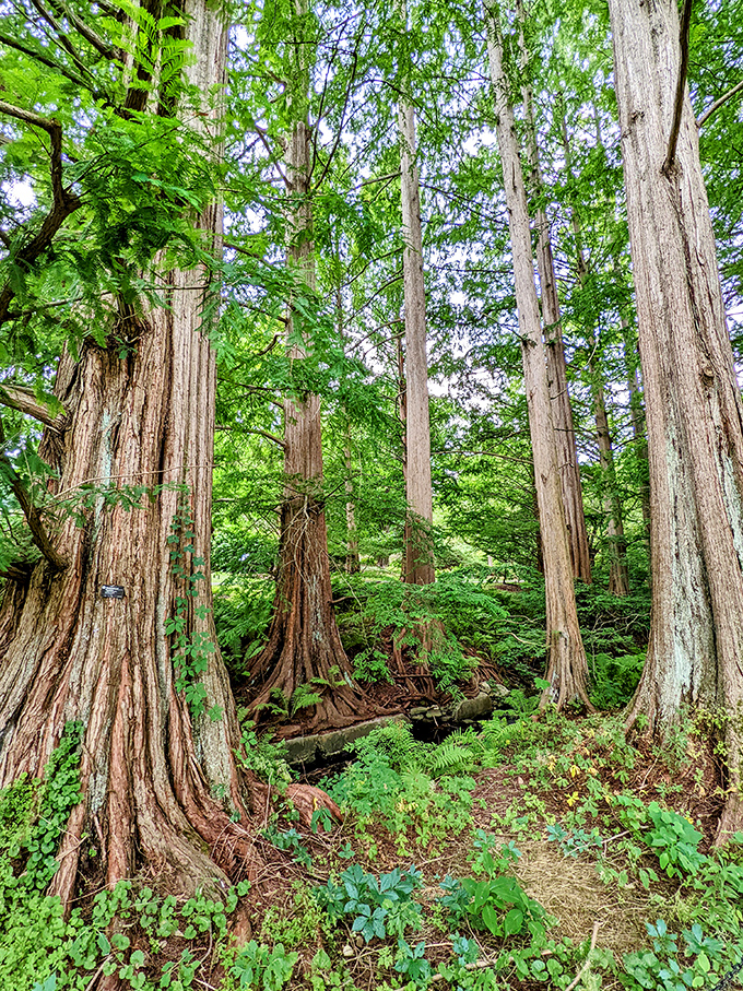 Walking among these towering redwoods feels like being in California without the traffic. Their massive trunks tell stories spanning centuries.