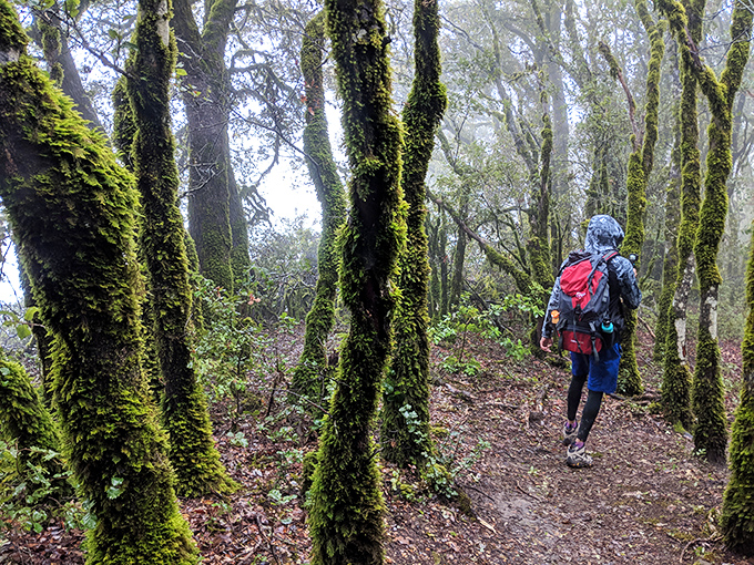 Misty morning magic in the Santa Cruz Mountains. Walking through this moss-draped forest feels like stepping into a Tolkien novel.