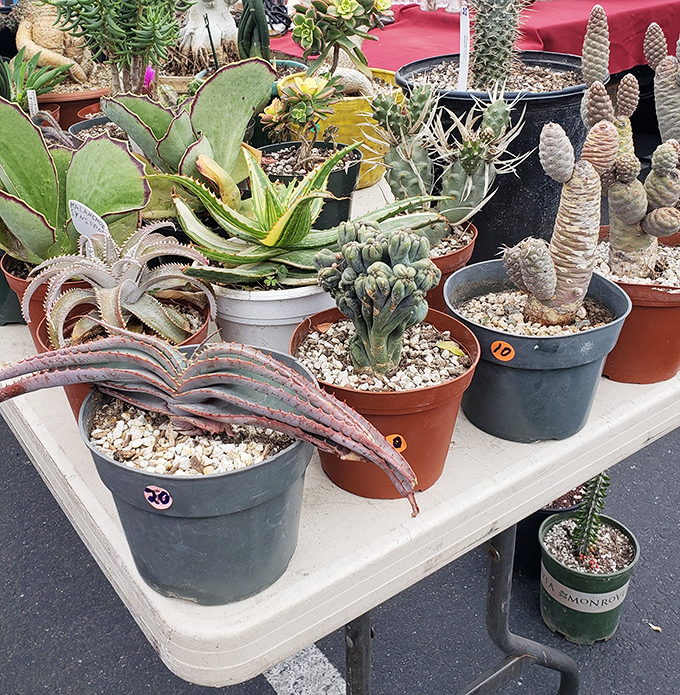 Desert beauty in portable form&mdash;these succulents and cacti offer low-maintenance greenery with high-style impact for even the most notorious plant killers.