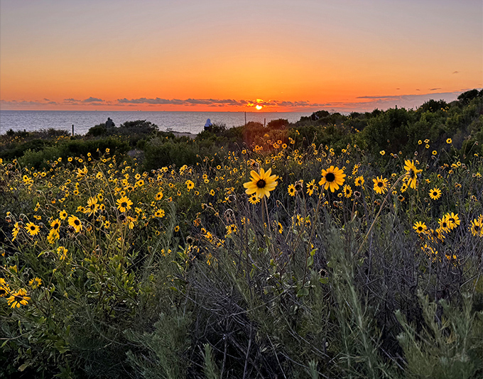 Spring's golden carpet rolled out alongside the Pacific. These wildflowers don't need an invitation to show up and show off.