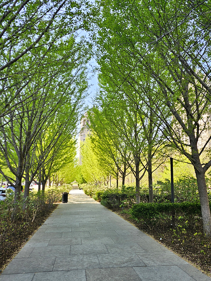 Nature creates a perfect cathedral of green along this pathway, where dappled sunlight plays through young leaves.