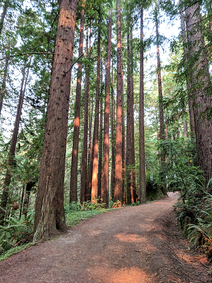 Towering redwoods create nature's cathedral just minutes from downtown Fortuna, where sunlight filters through in divine shafts of gold.