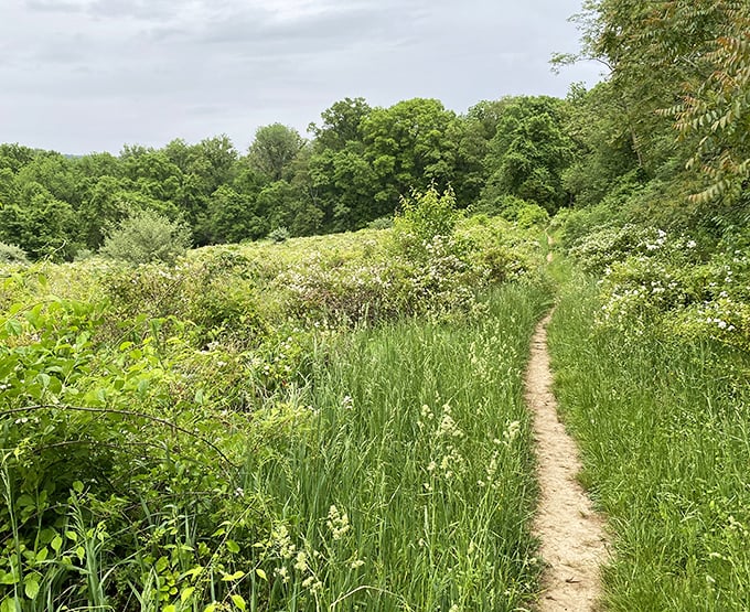 Nature's hallway beckons with a whisper: "This way to tranquility." The narrowest trails often lead to the broadest perspectives.