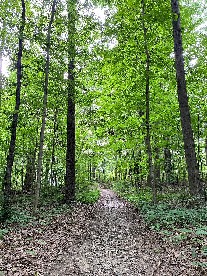 Sunlight filters through a verdant canopy, creating nature's own stained-glass effect on this inviting woodland path.