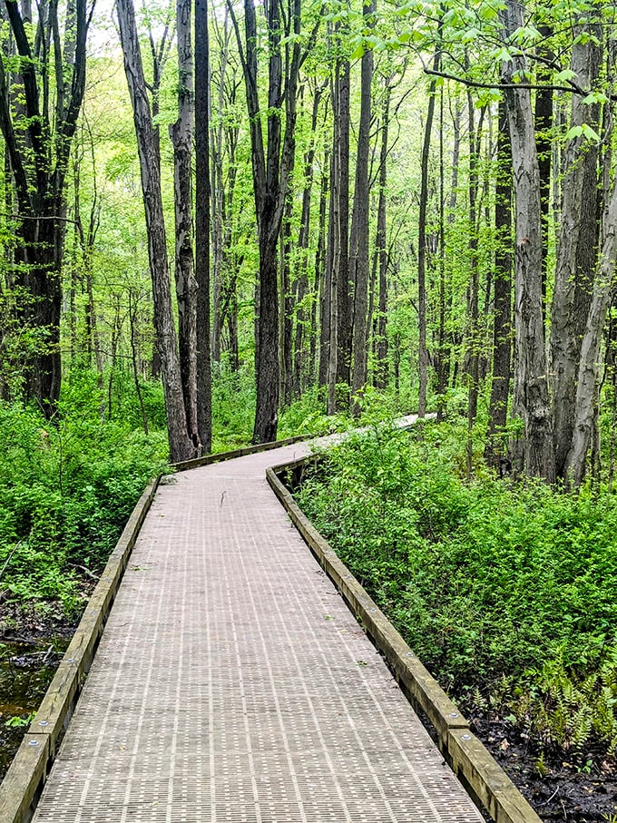 A boardwalk through emerald splendor. Walking here makes you feel like you've wandered into a scene from "The Lord of the Rings."