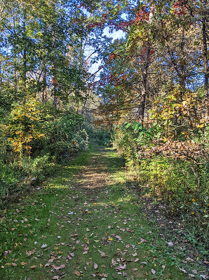 Fall's confetti decorates this woodland path, creating a natural carpet that crunches satisfyingly beneath adventurous feet.
