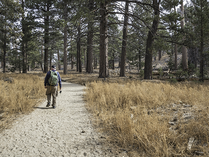 The trails around Idyllwild invite wanderers of all abilities to step into nature's embrace, where every turn offers a new perspective on what California really means.