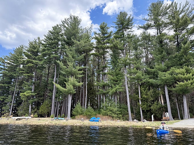 Towering white pines stand sentinel over the beach, their height making even the tallest visitor feel wonderfully small in comparison.