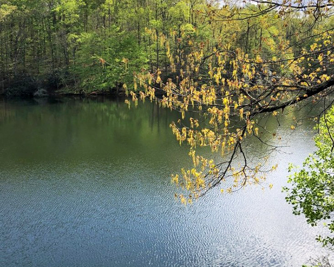 Laurel Lake's serene surface reflects the surrounding forest like nature's own Instagram. No wonder the fish are happy to call this home.