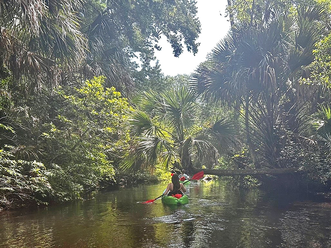 Paddling through Juniper Creek's narrow passages feels like traveling through a green tunnel back to prehistoric Florida.