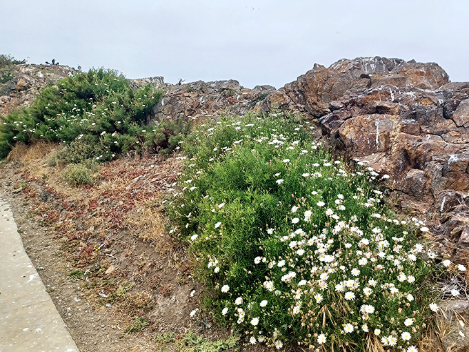 Spring wildflowers carpet the island in colors that would make a Hallmark card jealous.