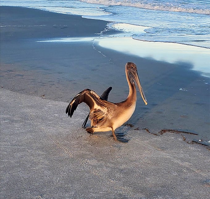 "Excuse me, coming through!" A pelican struts the shoreline like it owns the place &ndash; which, technically, it does.